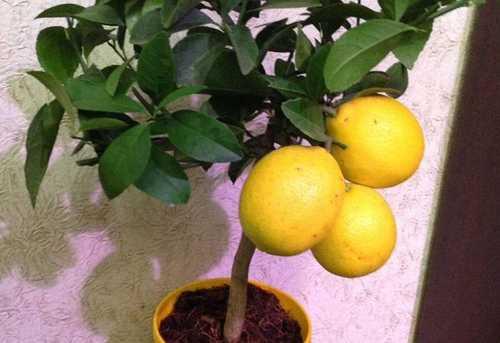 Лимон с желтыми и зелеными плодами съедобными комн