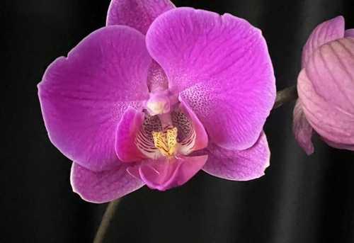 Орхидея фиолетовая(отцвела)