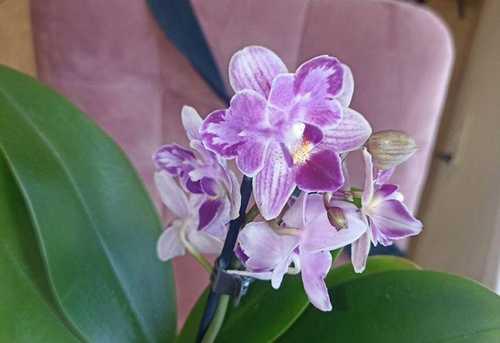Орхидея фаленопсис бабочка сиреневая мини