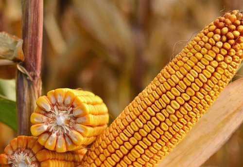 Семена гибрида кукурузы дкс 4014