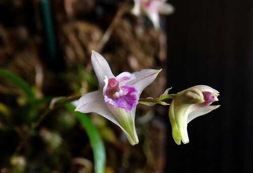 Микро орхидея Dendrobium Microbulbon