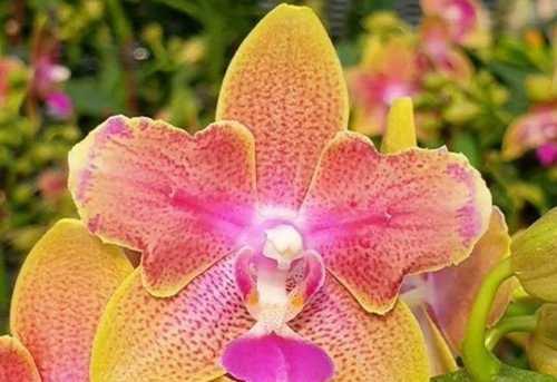 Ароматная орхидея Miki Golden Sand