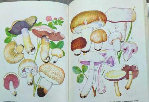 Ботаническая книга грибы, растения