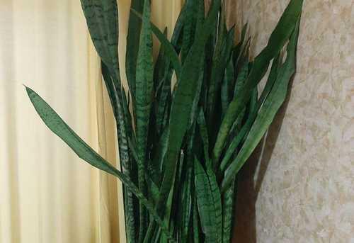 Сансевиерия интерьерная высокое растение