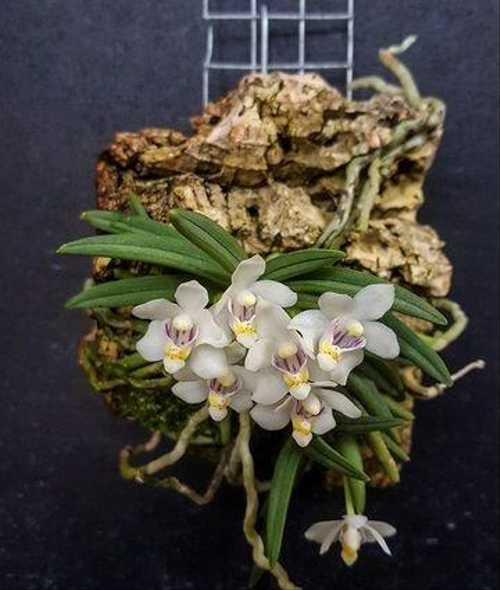 Мини орхидея Pteroceras Semiteretifolium