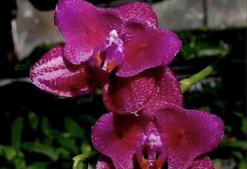 Орхидея фаленопсис mituo big pink