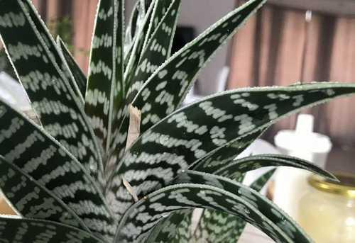 Продам Алоэ пестрое или тигровое (Aloe variegata)