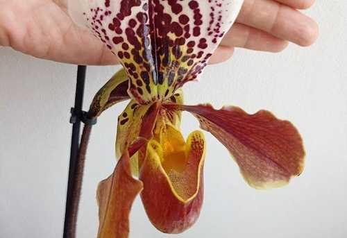 Орхидея башмачок Paphiopedilum разные, цветут