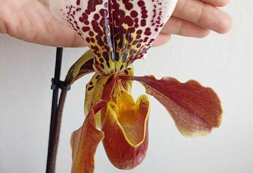 Орхидея башмачок Paphiopedilum разные, цветут