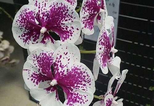 Орхидея фаленопсис Phal. Miki Dancer '63'