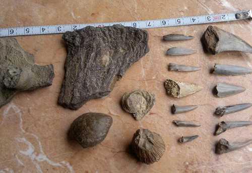 Окаменевшие зубы доисторической акулы