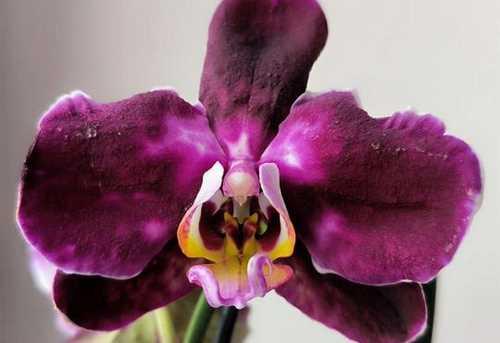 Орхидея фаленопсис мутант Sacrifice цветущий