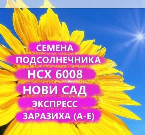 Семена подсолнечника нсх 6008 Гибрид нс, Ставропол