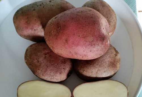 Семенной картофель Шарвари Пирошка
