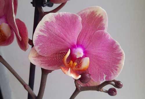 Орхидея фаленопсис мутация цвета