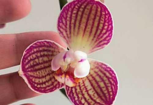 Орхидея Пелоры, бабулетки, ракушки разные цветут