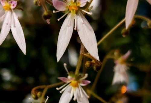 Камнеломка Плетеносная (Saxifraga stolonifera)