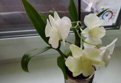 Орхидея дендрофаленопсис цветёт