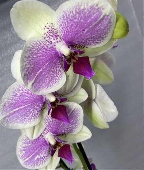 Орхидея фаленопсис «OctoPus»