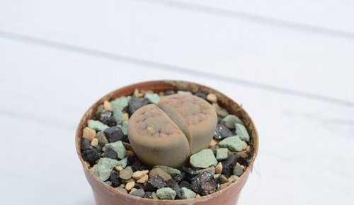 Lithops sp. (Литопс) (SCT29119)