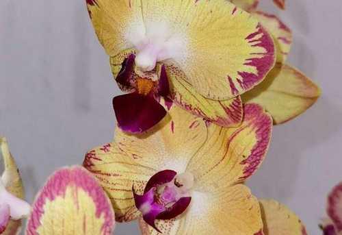 Редкая Орхидея фаленопсис Breezes Papagayo,Попугай