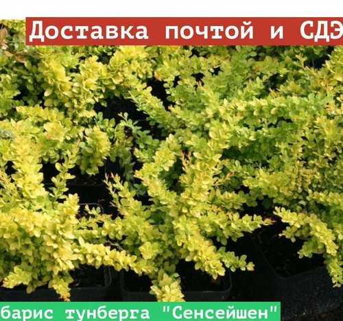 Барбарис тунберга Сенсейшен