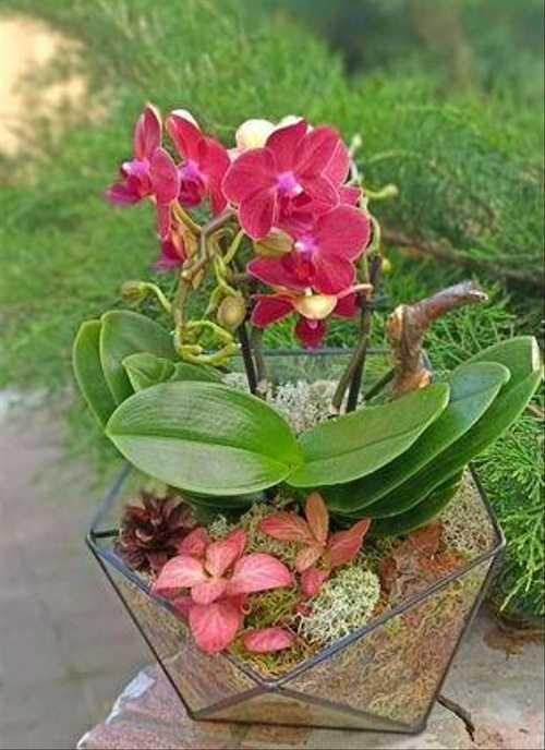 Орхидея во флорариуме икосаэдре