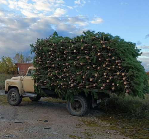 Сосна новогодняя оптом 1,5-3м