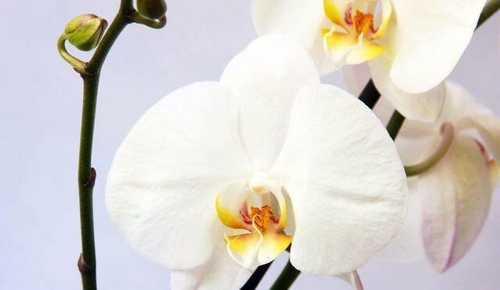 Фаленопсис орхидея белая