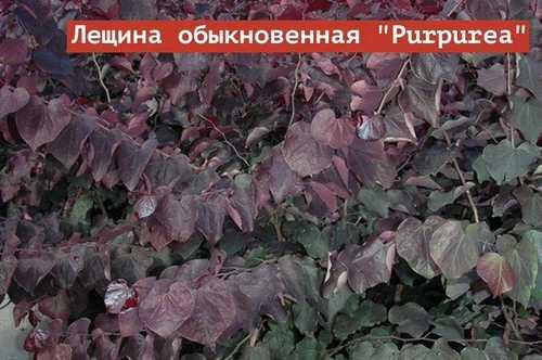 Лещина обыкновенная Purpurea C7,5 60-80 см