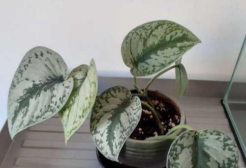 Эпипремнумы Экзотика, Marble Queen, Happy Leaf