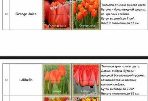 Тюльпаны к 8 марта (Опт и розница)