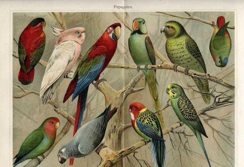 Антикварные литографии Птицы Попугаи Фламинго 1895