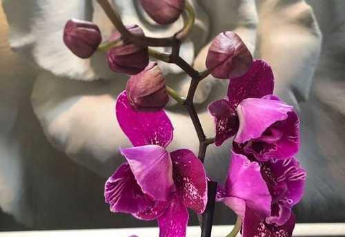 Орхидея фаленопсис Raspberry Sherbet Щербет Пелор