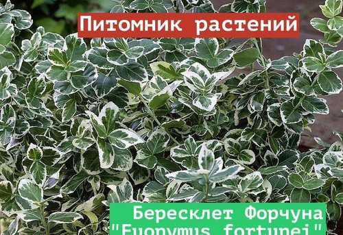 Саженцы Бересклет Форчуна Euonymus fortunei