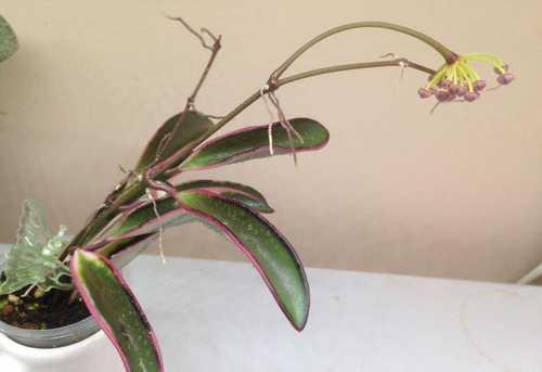 Хойи Kentiana variegated Lori Lyn и hoya-cumingian