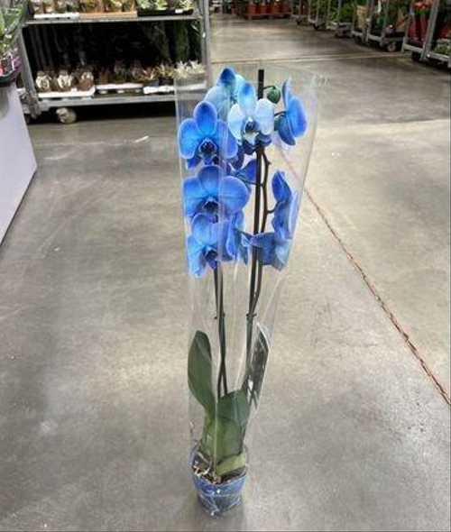 Орхидея фаленопсис королевская голубая h 40-45 см