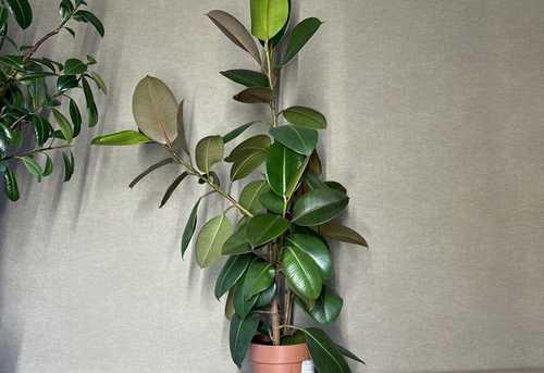 Фикус Робуста (Ficus elastica cv. Robusta)