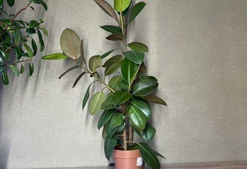 Фикус Робуста (Ficus elastica cv. Robusta)