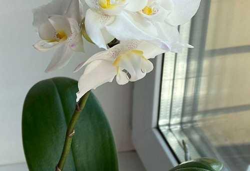 Орхидея фаленопсис snowflake