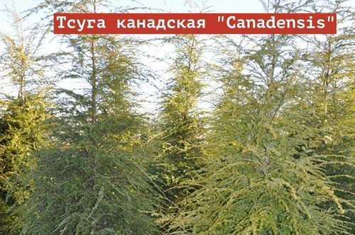 Тсуга канадская Сanadensis С10 80-100 см