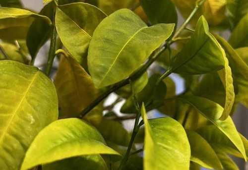 Цитрусовое дерево(мандарин или лимон)