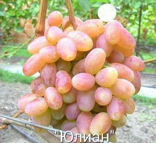 Саженцы винограда "Юлиан"