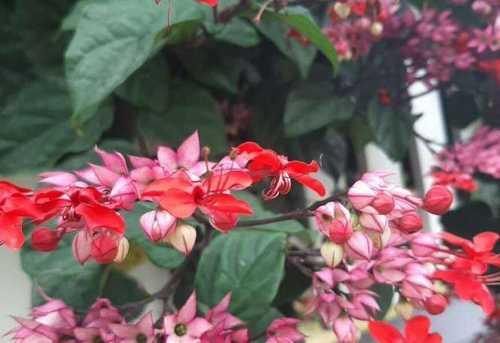 Клеродендрон прекрасныClerodendrum speciosumW.Bull