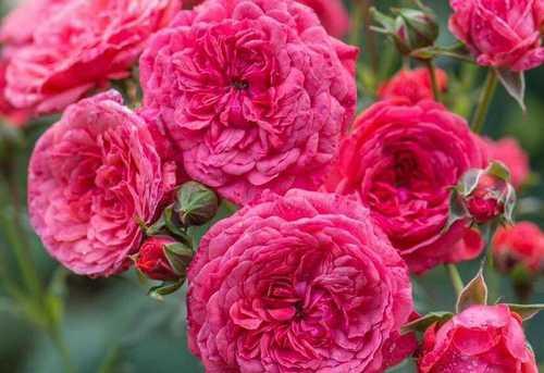 Роза саженцы английская парковая сорт габриэль оук