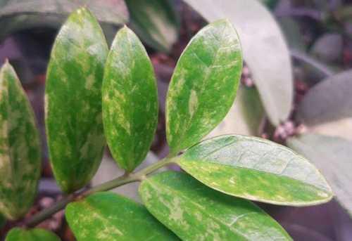 Замиокулькас Short Leaf вариегатный