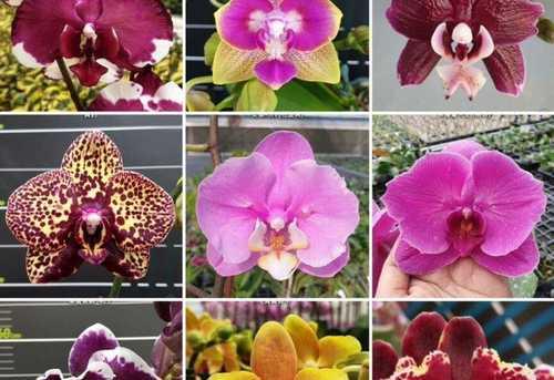 Орхидея Фаленопсис, Каттлея и другие