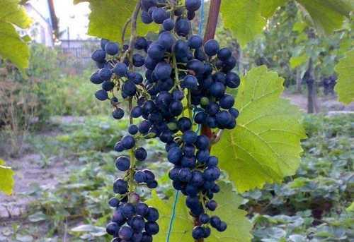 Саженцы винограда Башкирский изумруд