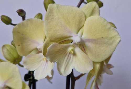 Жёлтый биглип орхидея