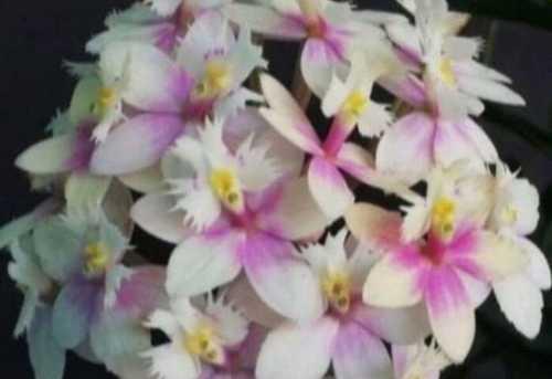 Орхидея эпидендрум Epi.Wedding Valley,Yukimai''